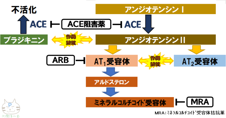 ACE阻害薬とARBの比較・使い分け【ARBは“咳の出ないACE阻害薬”ではない】 | 循環器Drぷーのコソ勉る〜む